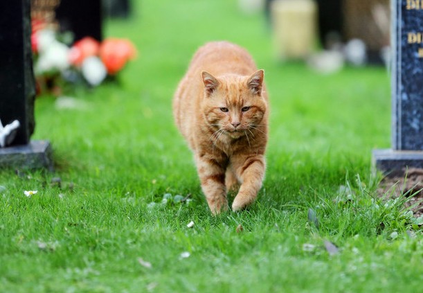 Barney Cemetery Cat copyright-SWNS | Green Pet-Burial Society